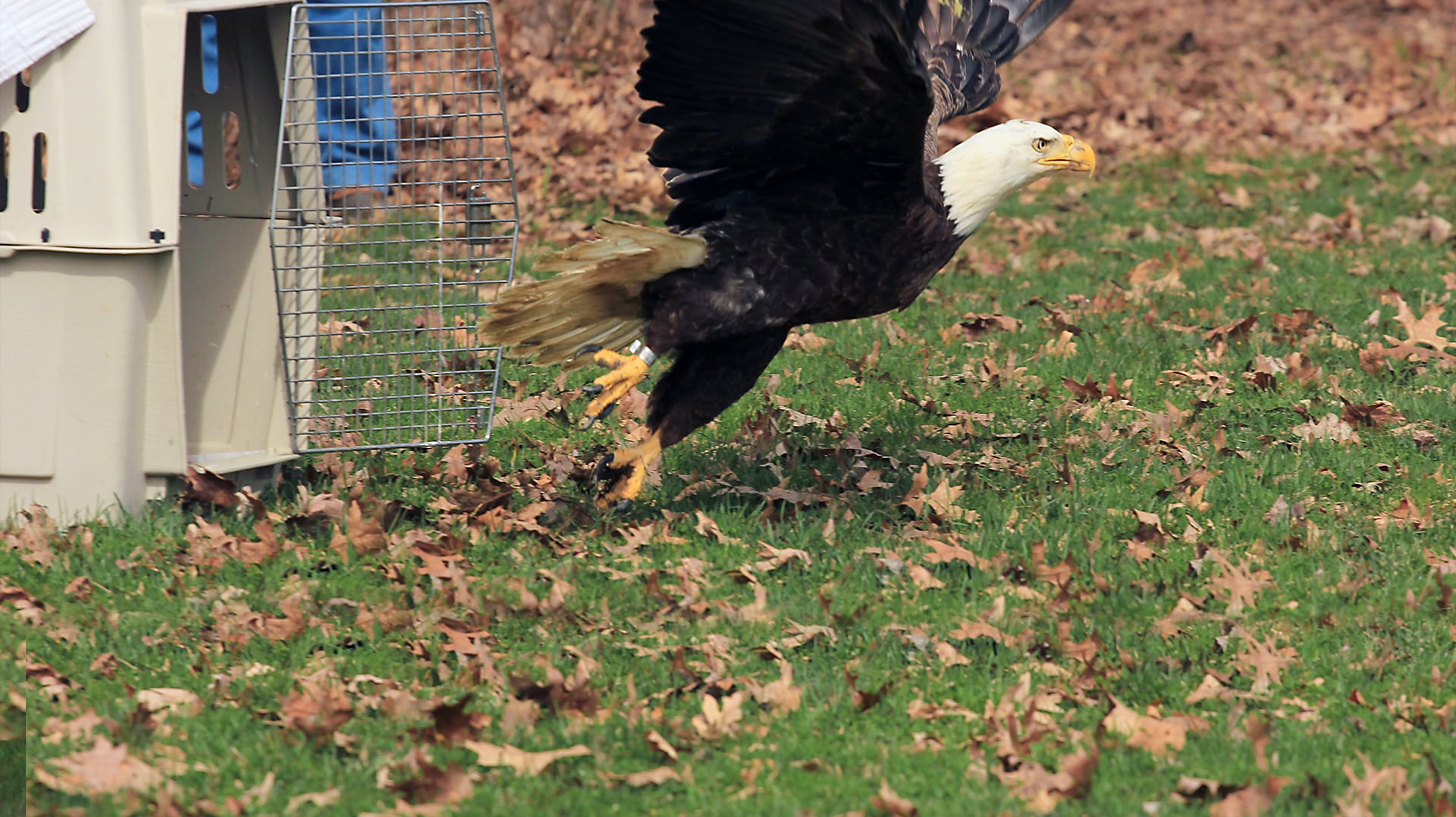 Wildlife Rehabilitation Program - Lake Erie Nature & Science Center