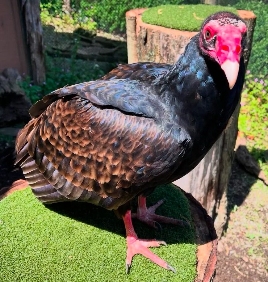 Animal Ambassadors - Lake Erie Nature & Science Center