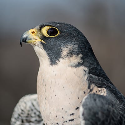 Animal Ambassadors - Lake Erie Nature & Science Center