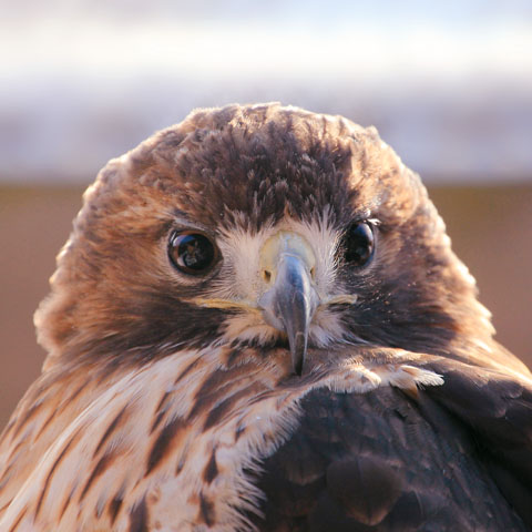 Hawk Walk - Lake Erie Nature & Science Center