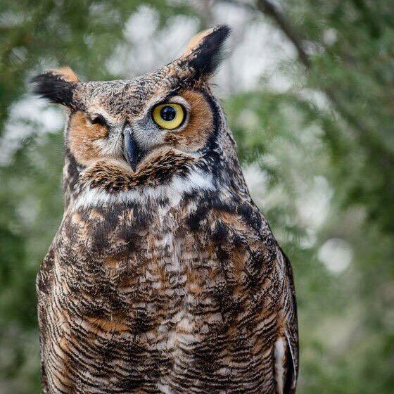 Animal Ambassadors - Lake Erie Nature & Science Center